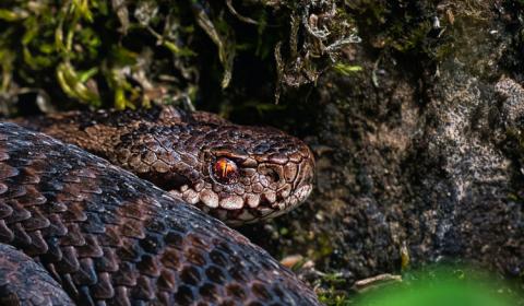 Snake or Seraph? The Identity of the Serpent in Genesis 3 (Part 1 ...